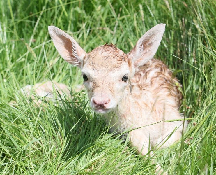 Behind the lens - Claire Andrews | Sussex Wildlife Trust