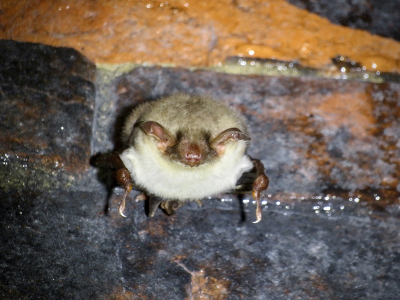 A symbol of hope for Britain's loneliest bat | Sussex Wildlife Trust