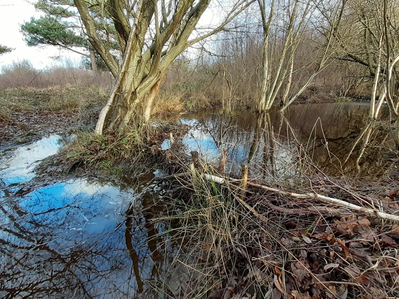 Chailey Commons site visit with Forestry England | Sussex Wildlife Trust