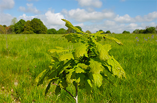 Welcome | Sussex Wildlife Trust