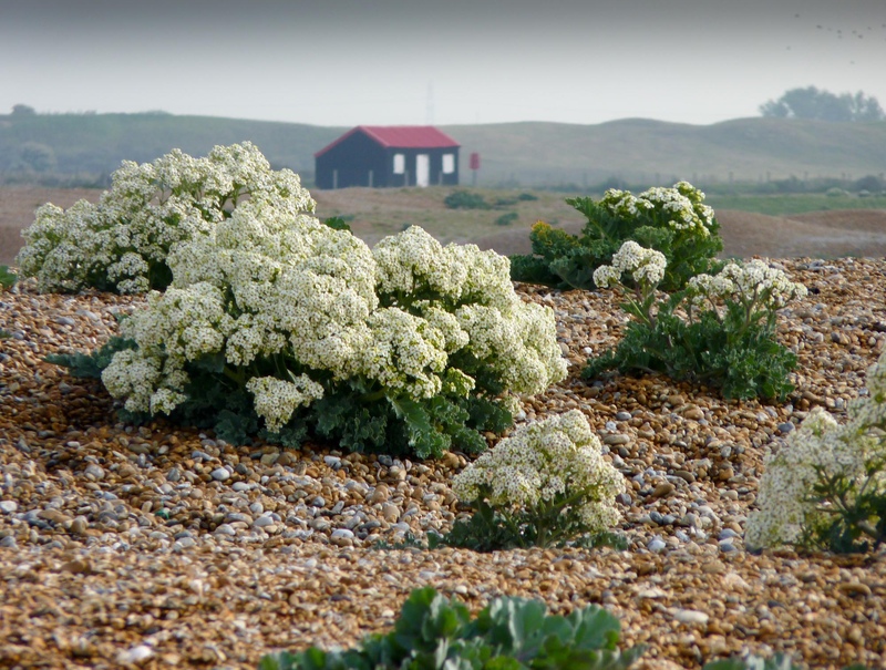 Living on the edge: Vegetated Shingle | Sussex Wildlife Trust