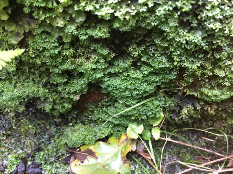 Bryophytes - exploring the mosses and liverworts of Sussex | Sussex ...