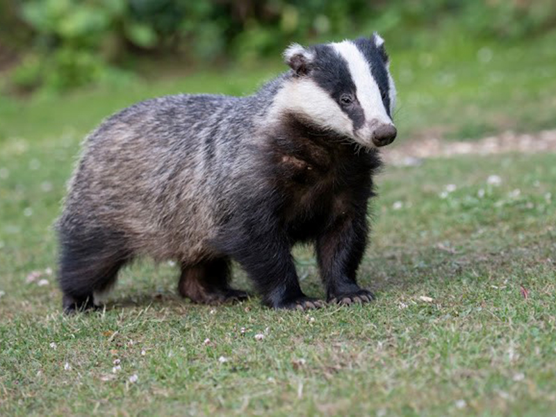 My 50 years watching Badgers | Rye Harbour Nature Reserve