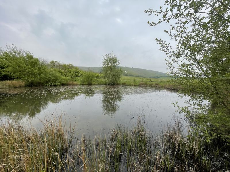 Kingston Hill Fields | Sussex Wildlife Trust