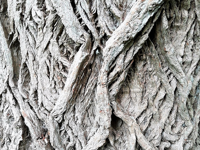Bark patterns | Sussex Wildlife Trust