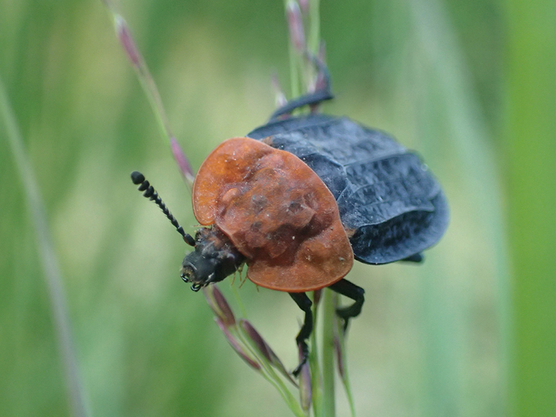 Dung and death | Sussex Wildlife Trust