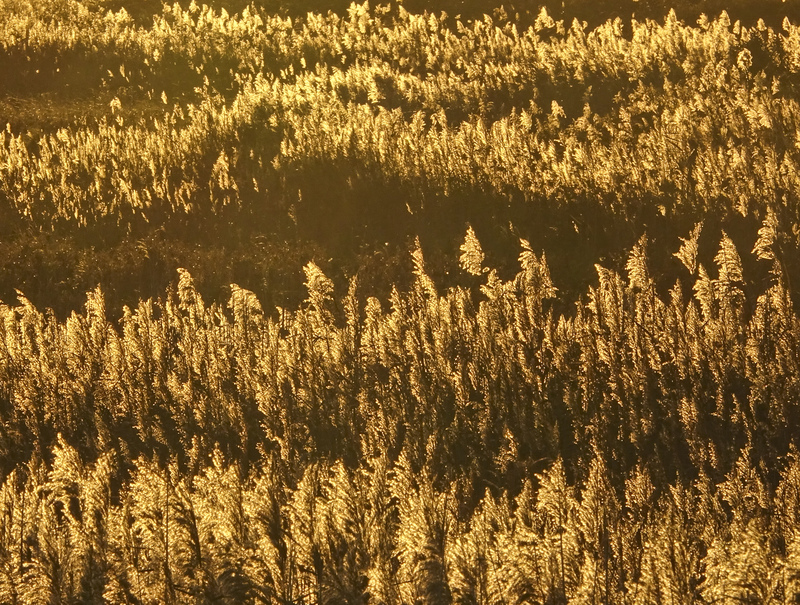 A Good Reed | Sussex Wildlife Trust