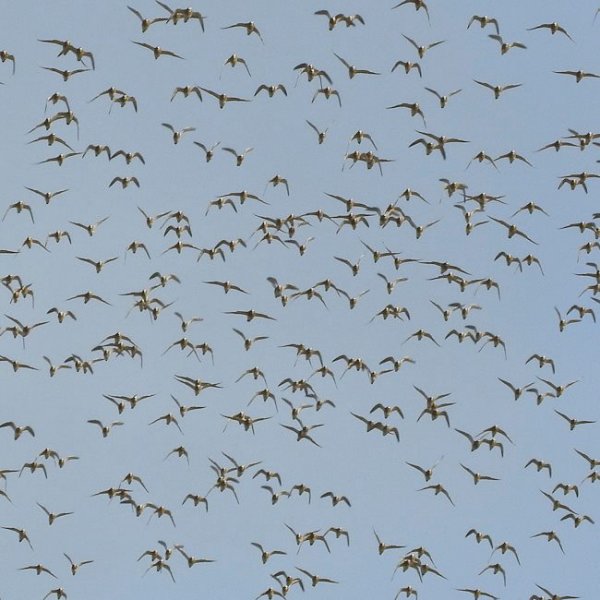 October 2021 - Rye Harbour Nature Reserve Sightings | Sussex Wildlife Trust