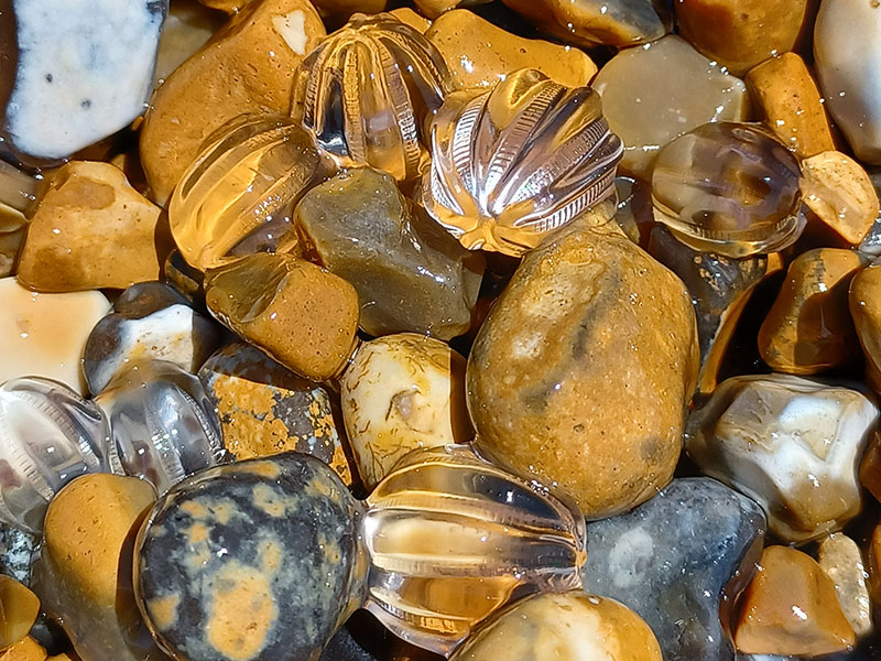 Sea fruits and veg | Sussex Wildlife Trust