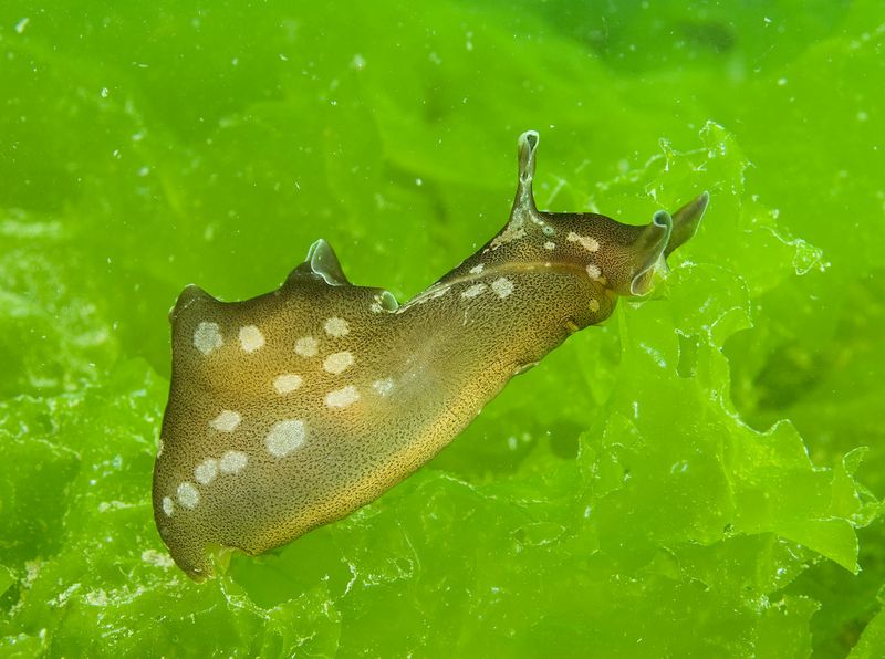 Sea fruits and veg | Sussex Wildlife Trust