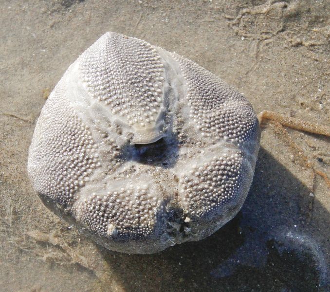 Sea fruits and veg | Sussex Wildlife Trust