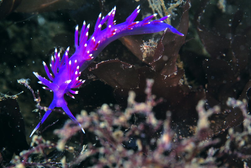Sea slugs - celebrating hidden gems in the ocean | Sussex Wildlife Trust