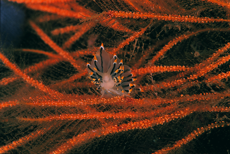 Sea slugs - celebrating hidden gems in the ocean | Sussex Wildlife Trust