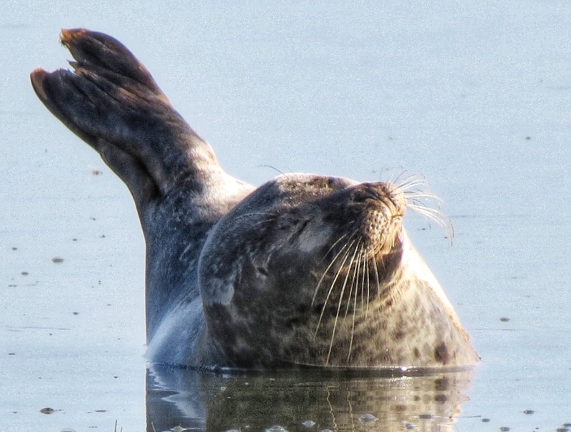 Celebrating the seals of Rye Harbour Nature Reserve for International ...