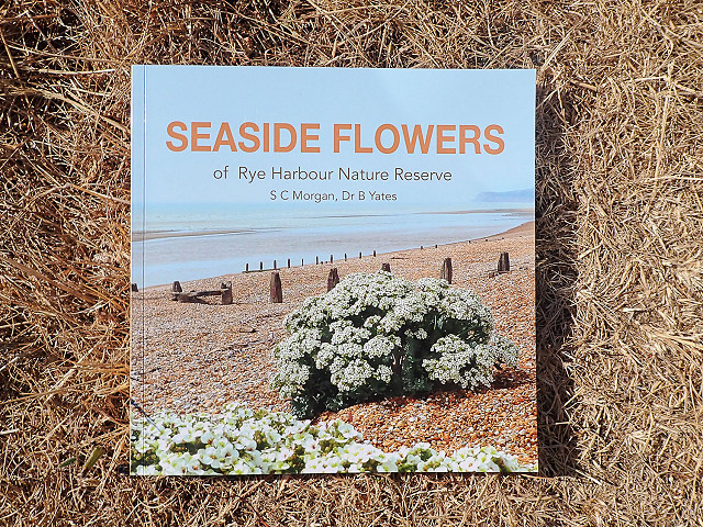 Seaside Flowers of Rye Harbour Nature Reserve | Sussex Wildlife Trust