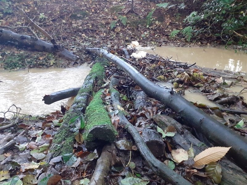 Nature recovery in action - being a beaver | Sussex Wildlife Trust
