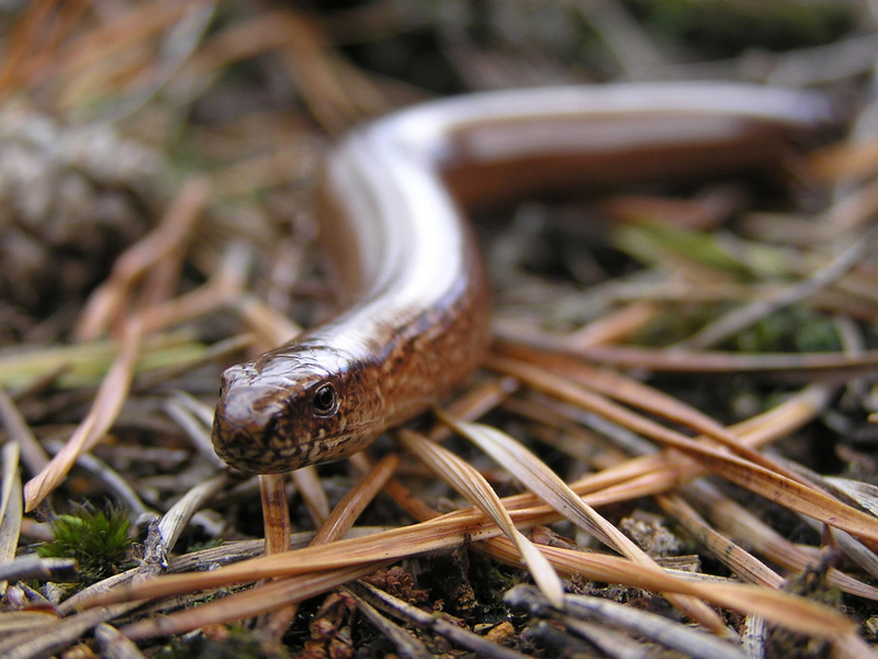 Species whose families aren't always obvious! | Rye Harbour Nature Reserve