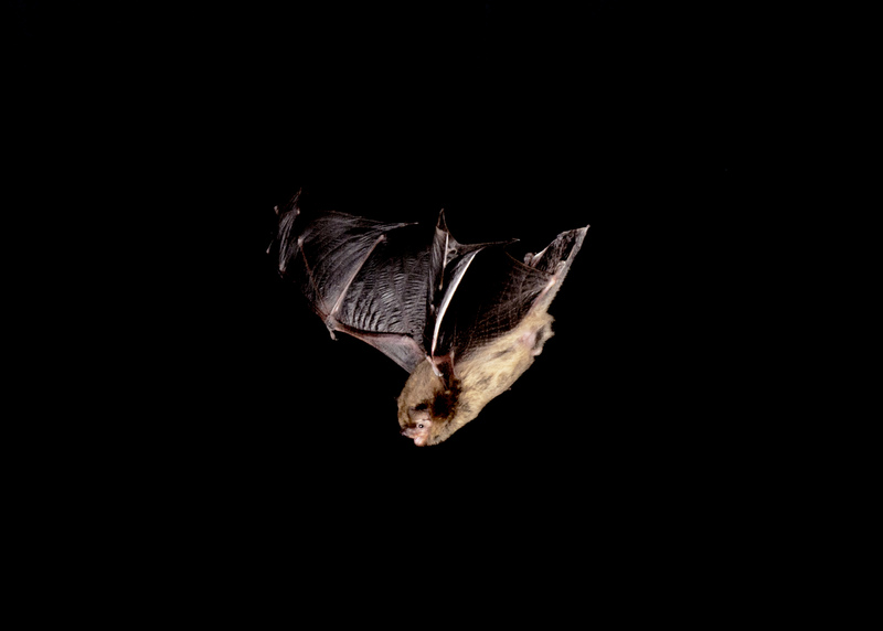 Creatures of the night | Sussex Wildlife Trust
