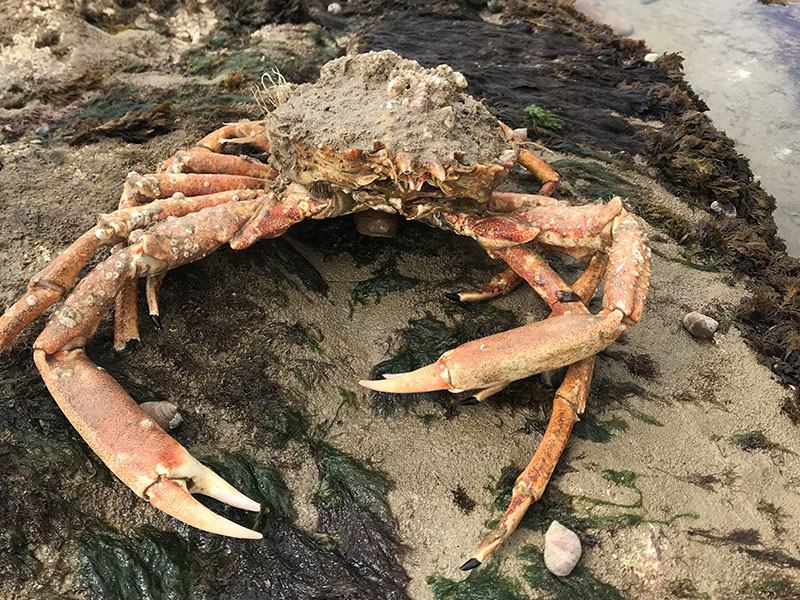 Five ways to get closer to the ocean | Sussex Wildlife Trust