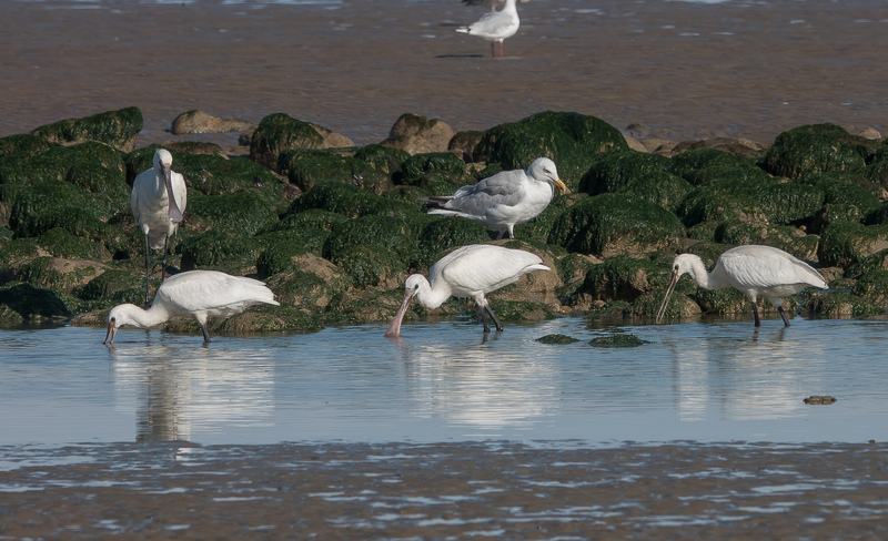 Behind the Lens with Jeff Penfold | Sussex Wildlife Trust