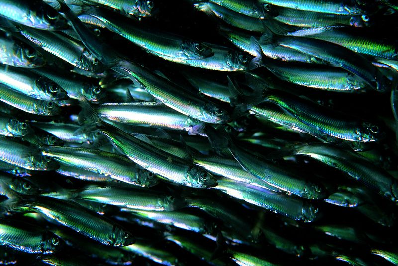 Movements under the water | Sussex Wildlife Trust