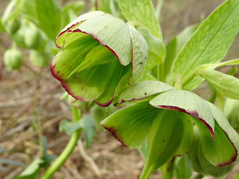 Levin Down nature reserve - March report | Rye Harbour Nature Reserve