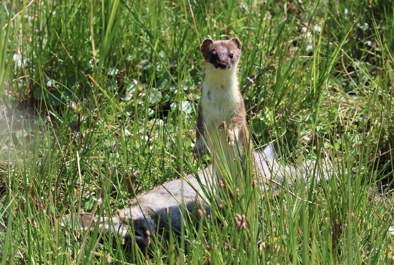 30 Days Wild Week 2 - Reconnecting with Nature | Sussex Wildlife Trust