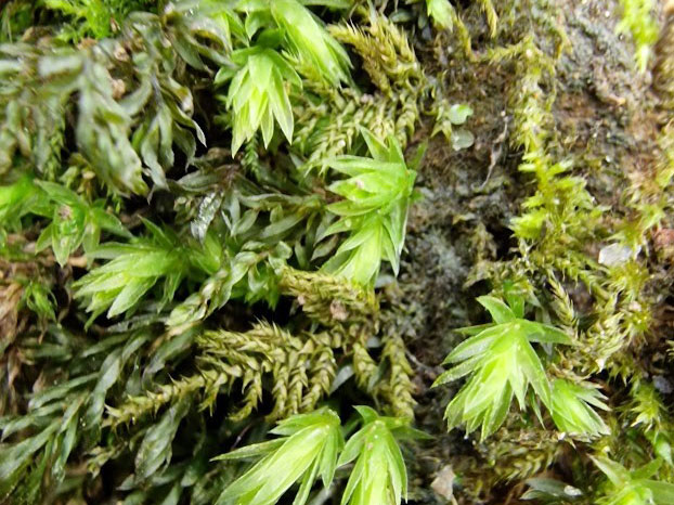A walk through Marline Valley with a hand lens | Sussex Wildlife Trust