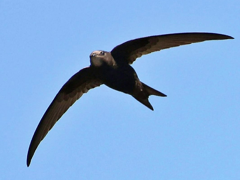 Five ways to help Swifts | Sussex Wildlife Trust