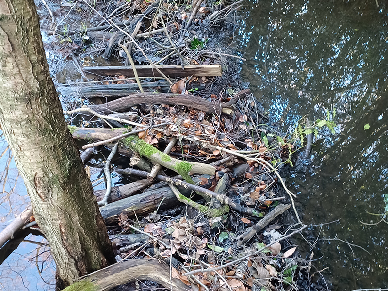 Leave it to Beaver | Sussex Wildlife Trust