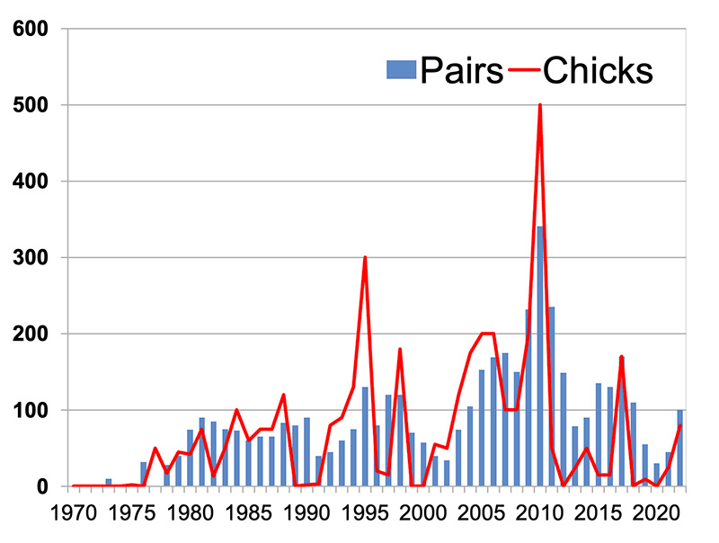 Rafts for nesting Common Terns | Sussex Wildlife Trust