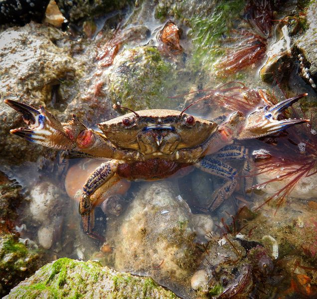 Beach clean, rockpools and mermaids' purses | Sussex Wildlife Trust