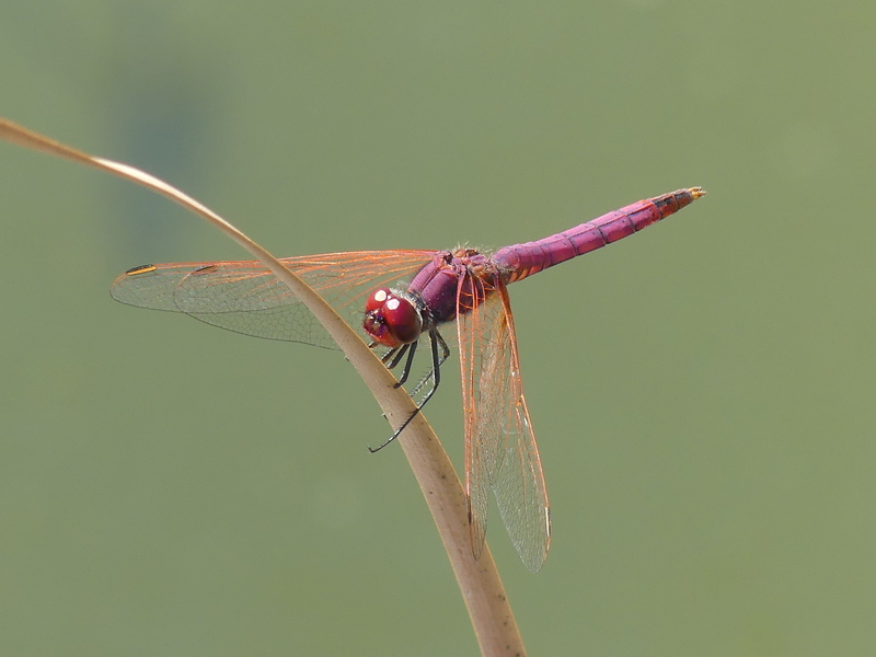 Is climate change impacting the dragonflies and damselflies of Sussex? | Sussex Wildlife Trust