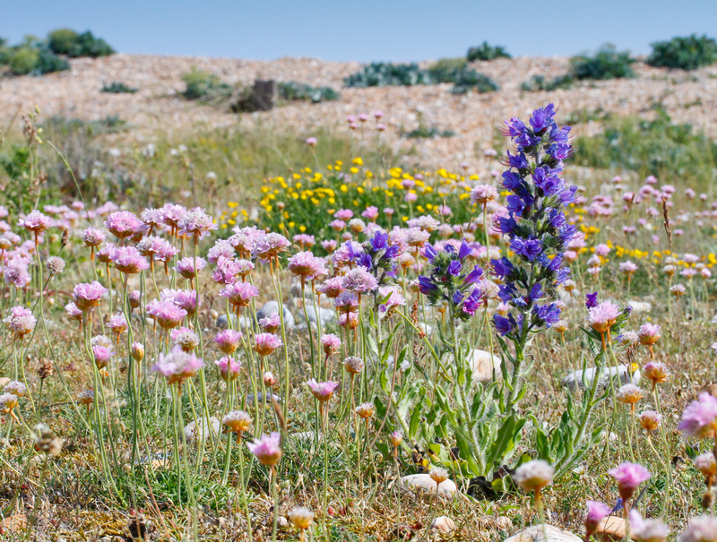 Living on the edge: Vegetated Shingle | Sussex Wildlife Trust