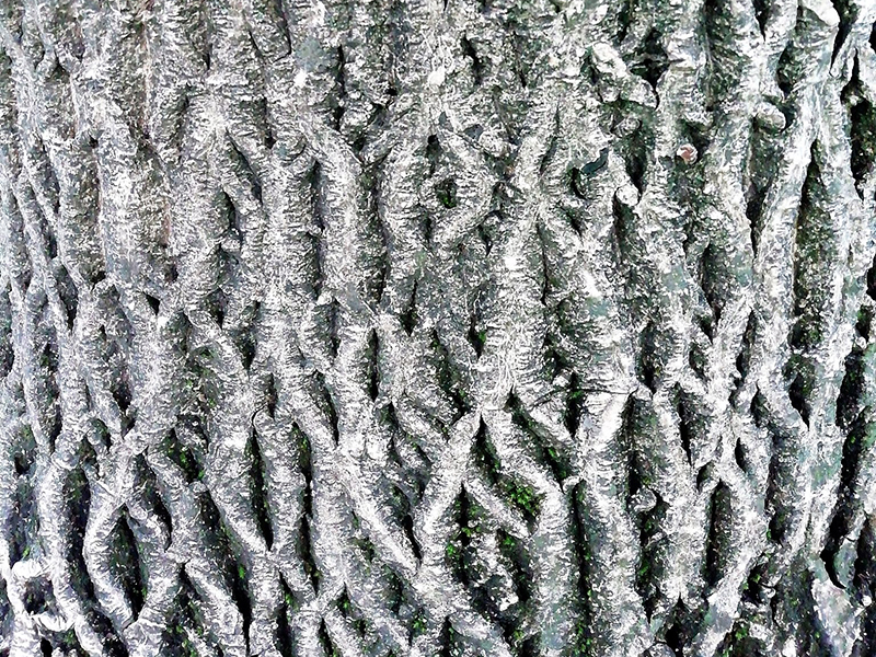 Bark patterns | Sussex Wildlife Trust