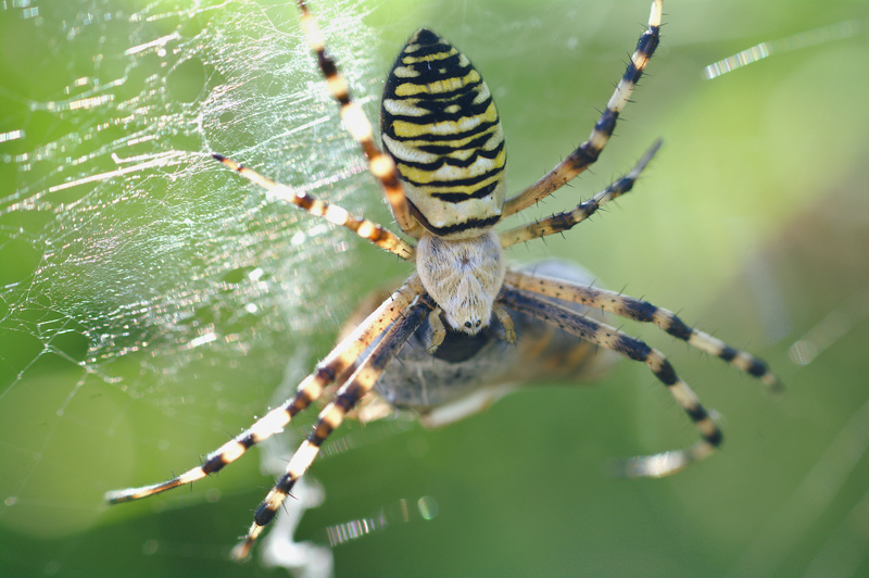 8 legs good. The amazing world of spiders | Sussex Wildlife Trust