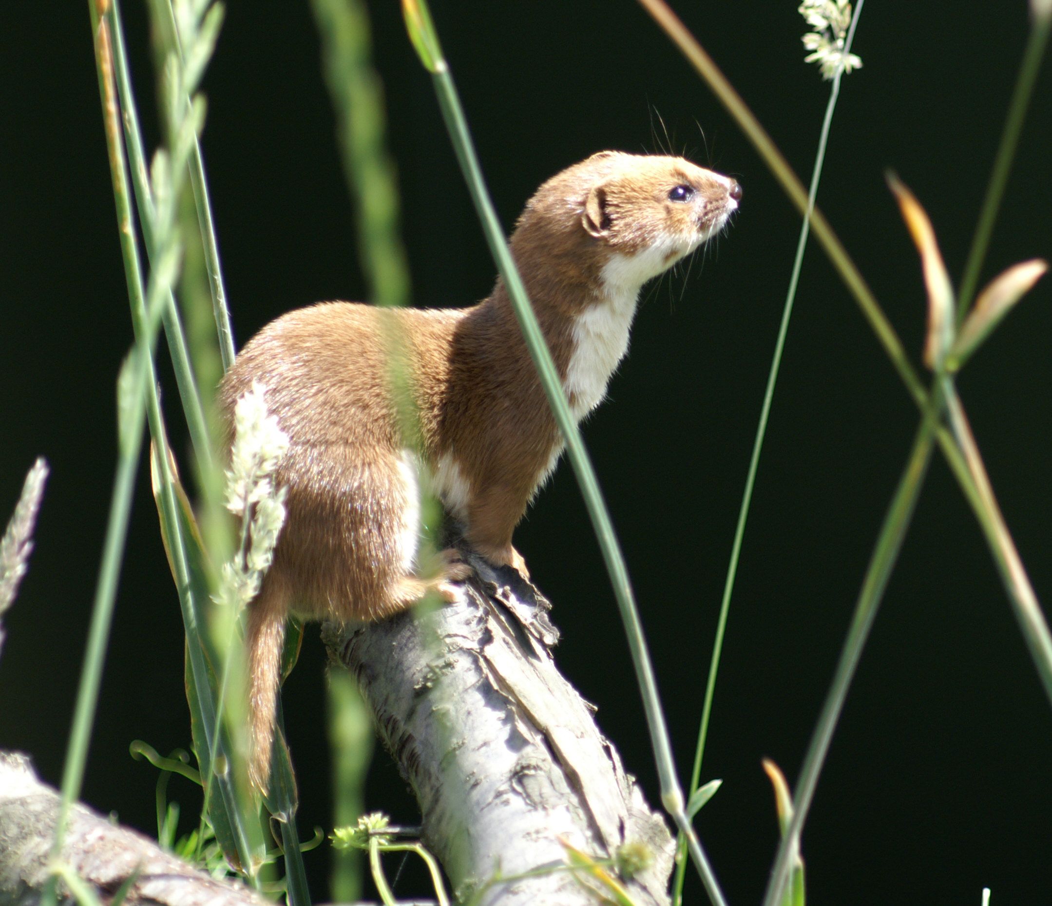 Adult learning courses - with Huw Morgan, Community Action Officer ...