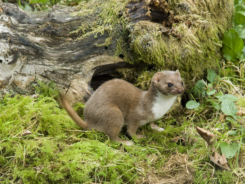 Marvellous mustelids | Sussex Wildlife Trust