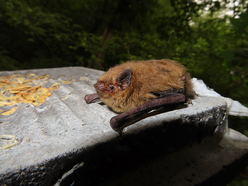 We speak to Tony Hutson of the Sussex Bat Group | Sussex Wildlife Trust