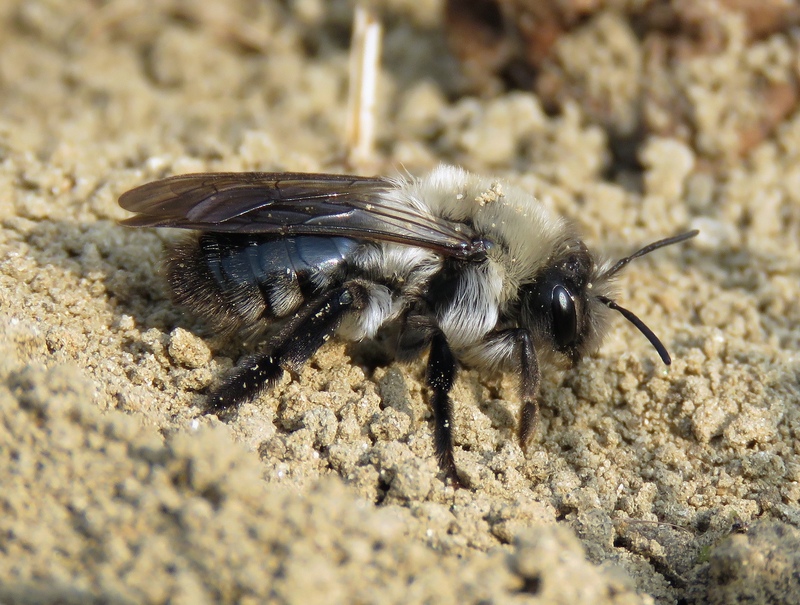 The Bees of Rye Harbour Nature Reserve | Sussex Wildlife Trust