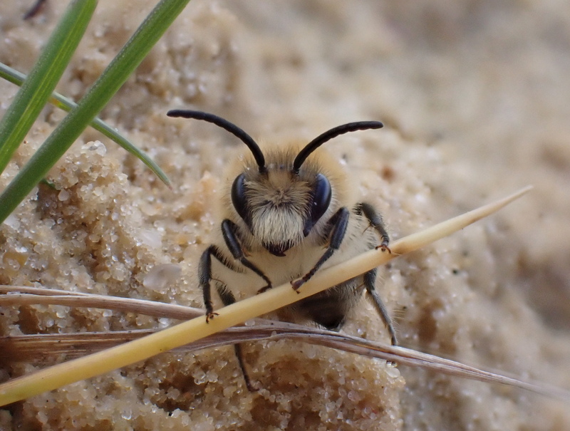 The Bees of Rye Harbour Nature Reserve | Sussex Wildlife Trust