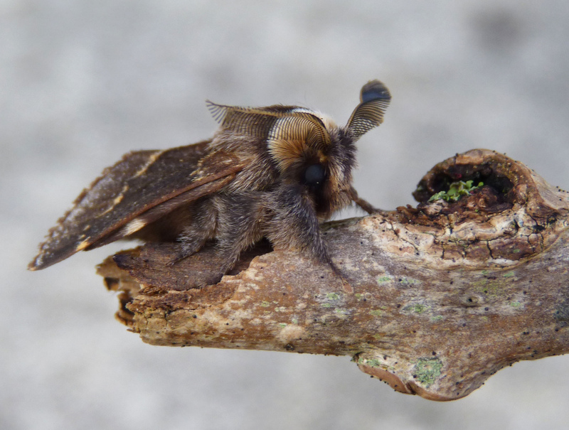 Eggs, caterpillars and chrysalises | Sussex Wildlife Trust