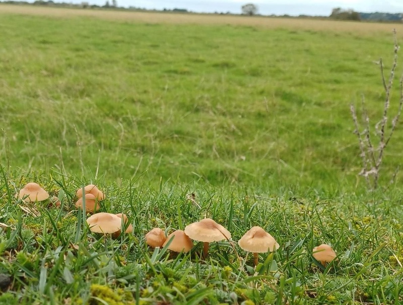 Fantastic fungi of Rye Harbour | Sussex Wildlife Trust