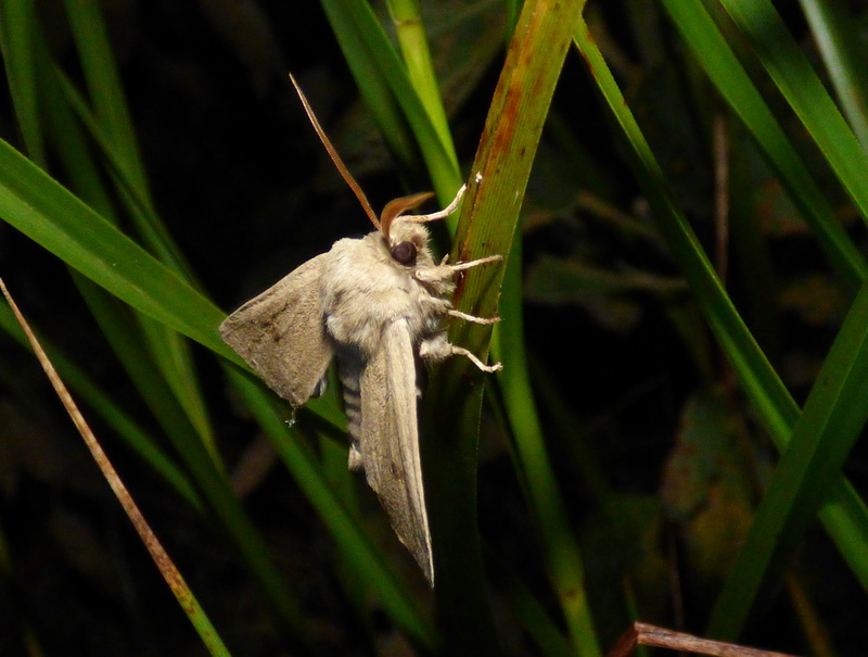 Eggs, caterpillars and chrysalises | Sussex Wildlife Trust