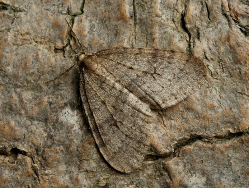 Eggs, caterpillars and chrysalises | Sussex Wildlife Trust