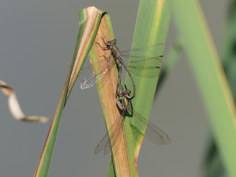 Is climate change impacting the dragonflies and damselflies of Sussex ...