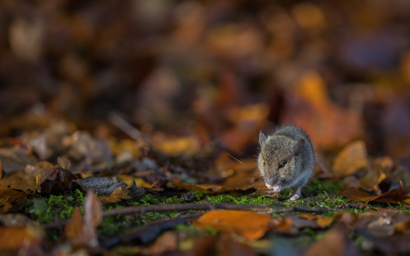 Behind the Lens with Lisa Saw | Sussex Wildlife Trust