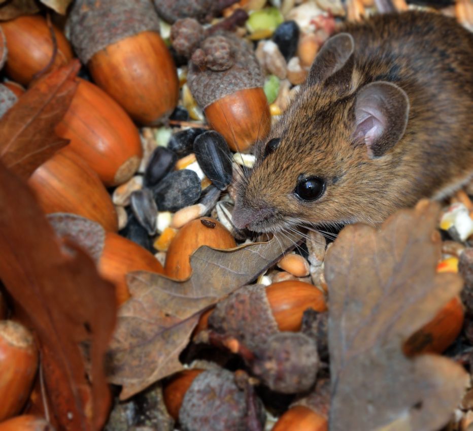 A hop, skip and a jump for Leap Year | Sussex Wildlife Trust