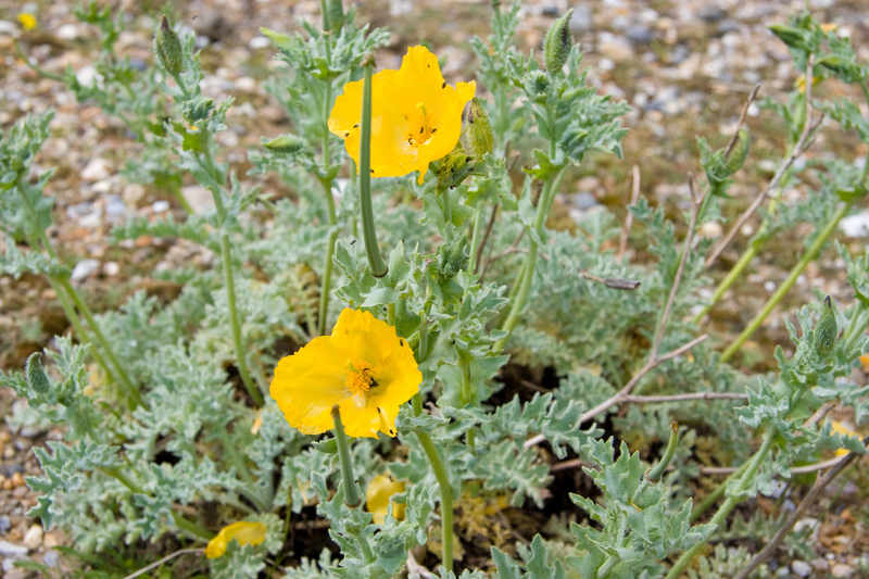 Staff - favourite marine species for World Ocean Day | Sussex Wildlife ...