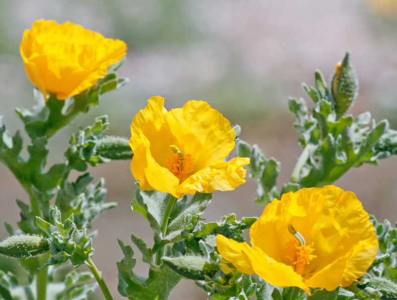 Living on the edge: Vegetated Shingle | Sussex Wildlife Trust